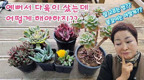 초보 다육맘 다육이 잘 고르는 법 초보도 쉽게 하는 분갈이 알려드려요~ 다육이 초보맘 보셔요 20240221