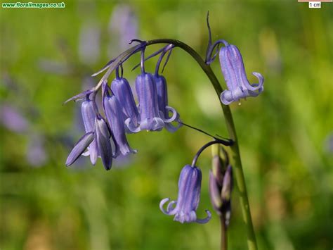 Hyacinthoides Non Scripta Picture 1 Of 27