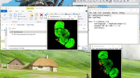 Stack Sorter Imagej At Natasha Ransford Blog