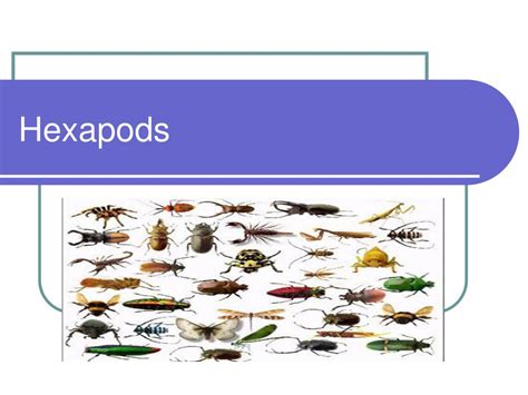 Ppt Hexapods Powerpoint Presentation Free Download Id 2185075