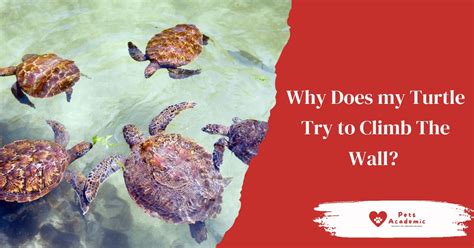 Why Does My Turtle Try To Climb The Wall Things You Need To Know About Turtle Climbing Walls