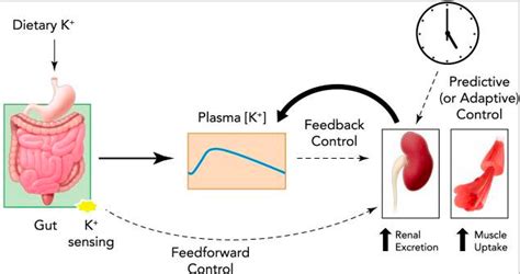 Experimental Biology A Glimpse Into The Ever Expanding Field Of