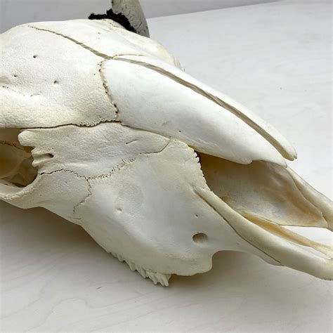 Bison Skull Natural Farmhaus Co