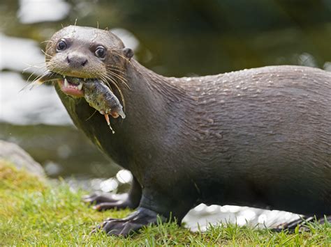 Definitive Guide To Giant Otter Facts Habitat Conservation Status