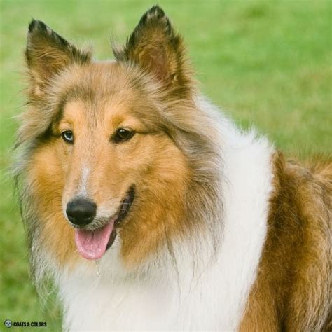 Sable Merle Coats And Colors