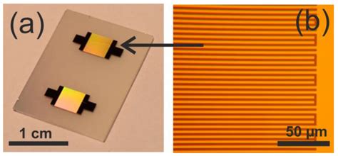 Single Interdigital Transducer Approach For Gravimetrical Saw Sensor Applications In Liquid