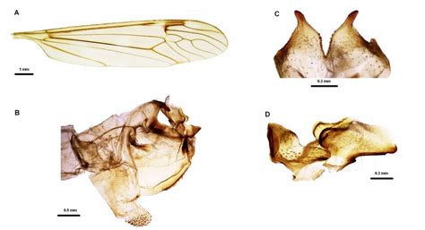 Photograph Of The Wing And Morphological Structures Of The Male Download Scientific Diagram