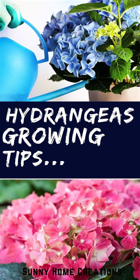 Hydrangea Care And Growing Tips Hydrangea Care Growing Hydrangeas