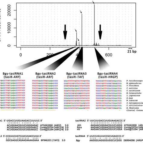 The Characterization Of Small Rna Srna Populations In Bruguiera Download Scientific Diagram
