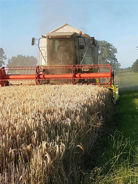 Weizengersteroggengetreidehühnerfutter In Nordrhein Westfalen