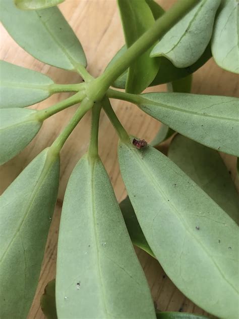 Is This The Famous Bug With Hundreds Of Different Phenotypes I Need To Know Please Houston