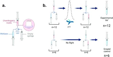 Illustration Of One Syringe System A Labelled Diagram Of One Syringe Download Scientific