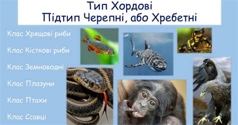 Хребетні тварини Тест на 9 запитань Біологія