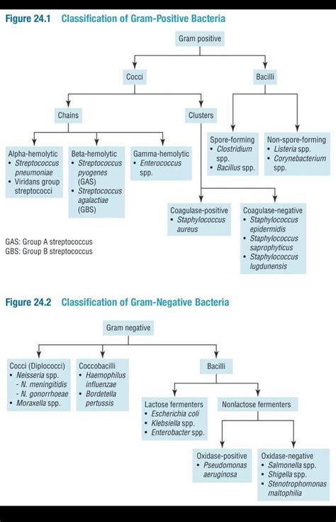 dr nikhil ganjoo on linkedin classification of gram positive and gram