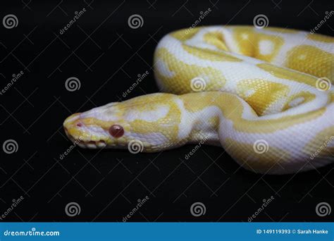 Yellow Albino Python One Of The Five Largest Species Of Snakes In The