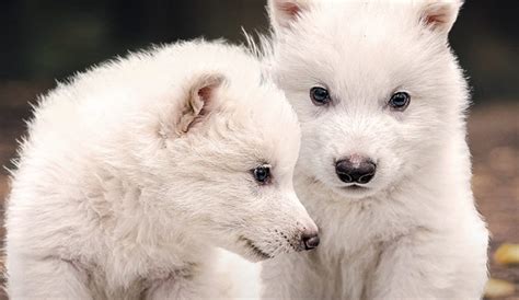 The Dire Wolf Howls Again And Not Just On Game Of Thrones