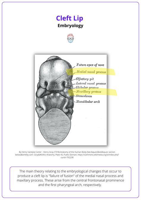 Cleft Lip Clinical Cases
