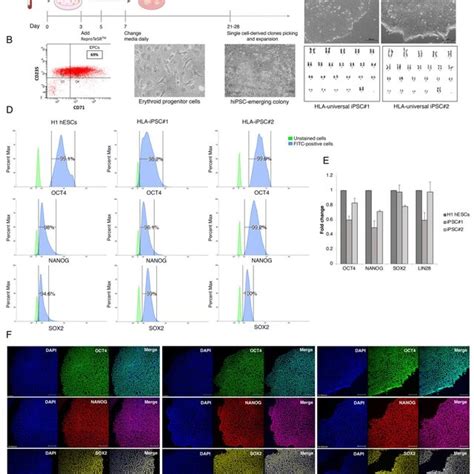 Generation And Characterization Of Hla Universal Ipscs A Schematic