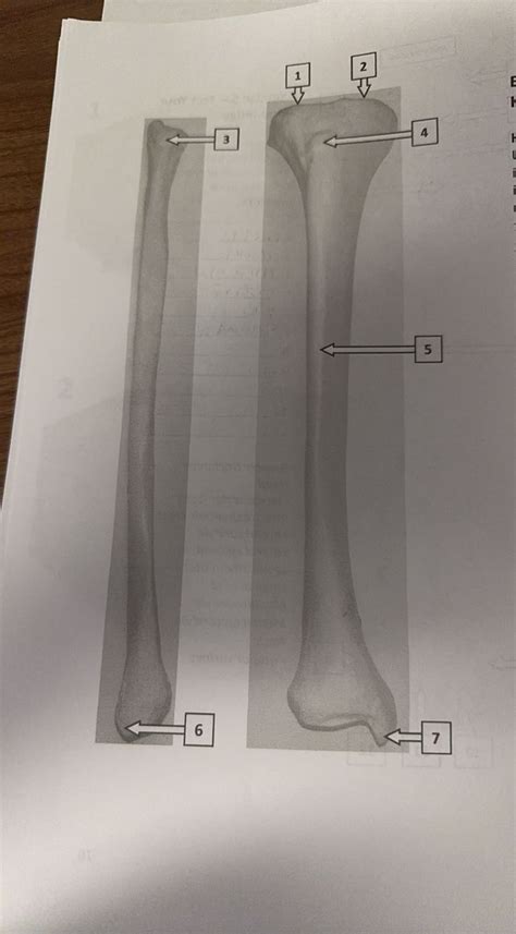 Lab 7 Pt 6 Diagram Quizlet