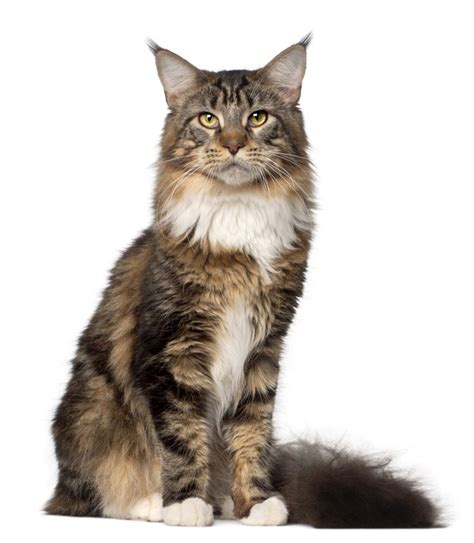 Long Eared Cat Breeds At Ellis Brashears Blog
