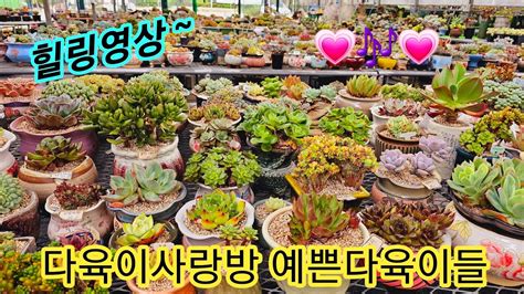 다육이사랑방💗예쁜다육식물💥사과마리아를만든매장😊힐링영상23812korean Succulents Plants 💖