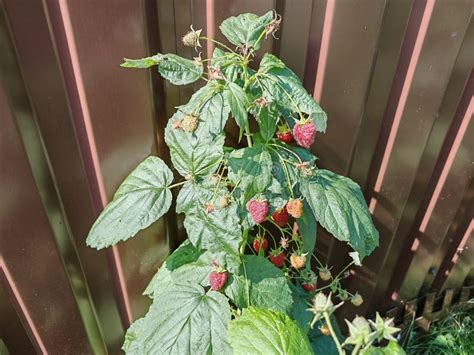 A Red Raspberry Bush Grows Among The Grass Of The Garden Near The Metal Profile Fence In Summer