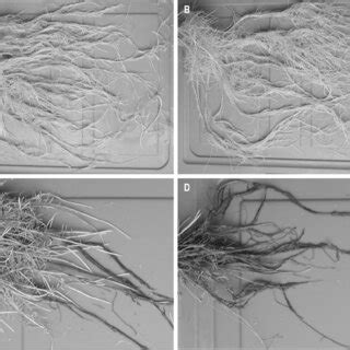 Root Systems Of Soybean Plants Grown In A Hydroponic System At 38 Days Download Scientific