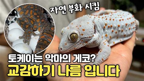 악마의 게코 토케이 게코 도마뱀 교감은 기본 자연부화 까지 Youtube