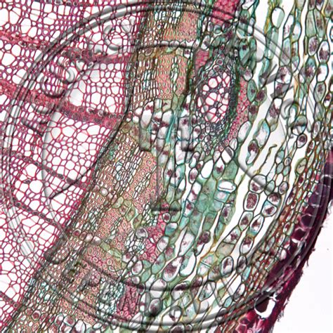 Liriodendron Tulipera Older Stem Cs Prepared Microscope Slide