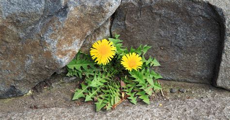 What Is Resilience Definition Examples And Tips Psych Central