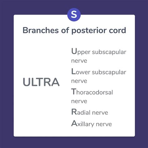 Spottermed Ready For Some Brachial Plexus Mnemonics