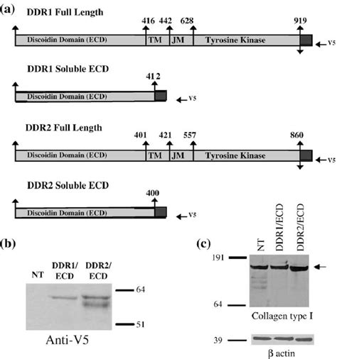 Creation Of Stable Cell Lines Expressing The Recombinant Protein