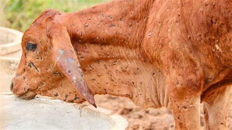 Lumpy Virus लंपी व्हायरस कसा पसरतो लक्षणं काय अशी घ्या प्राण्यांची काळजी
