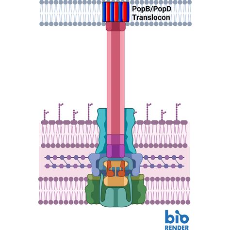 Sabotaging Superbugs Scientists Unveil New Tactics Against Antibiotic