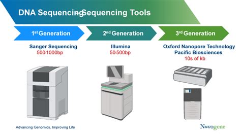 A Beginners Guide To DNA Sequencing Novogene