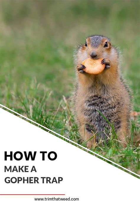 How To Make A Gopher Trap Get Rid Of Gophers