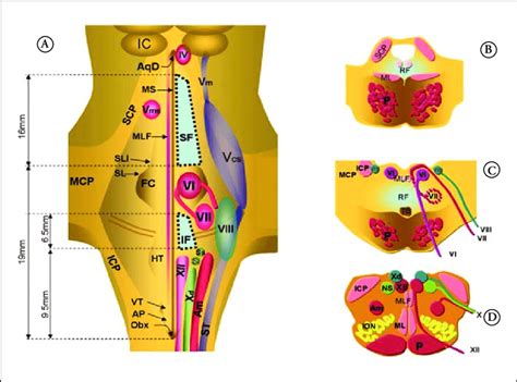 Illustration Showing The A Dorsal View Of The Fourth Ventricular