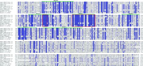 Multiple Sequence Alignment Of Archaeon Tricorn Protease Interacting