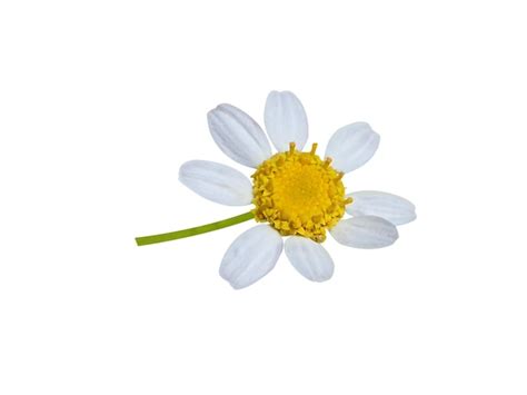 Premium Photo Anacyclus Pyrethrum Flower Is Used From Thousands Of