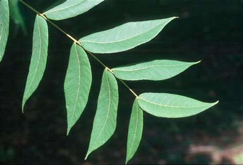 Juglans Nigra Juglansnigraleaf2