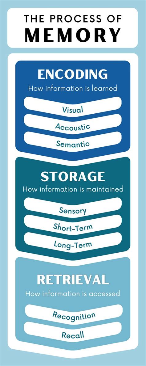 Memory Stages Encoding Storage And Retrieval In 2025 Memory