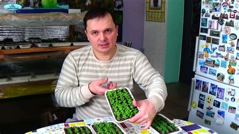 ПЕТУНИЯ ЧЕРЕЗ 25 ДНЕЙ ПОСЛЕ ПОСЕВА как вырастить петунию самому