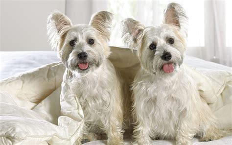 웨스트 하이랜드 화이트 테리어 벽지 01시사