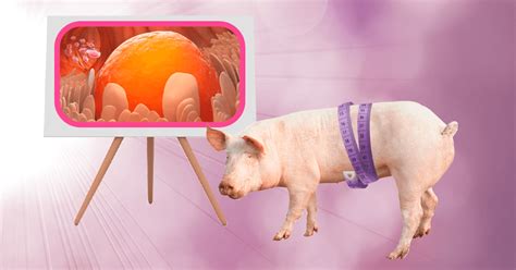 Trastornos Reproductivos Por Mala Condición Corporal Al Destete