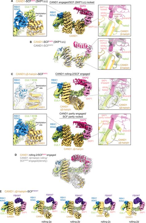Systemwide Disassembly And Assembly Of Scf Ubiquitin Ligase Complexes Pmc