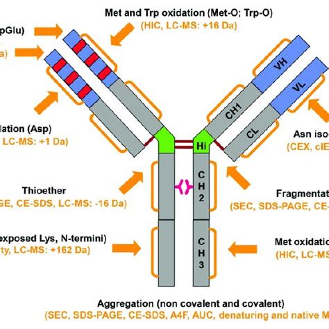 Major Degradation Pathways Of Recombinant Monoclonal Antibodies Arrows