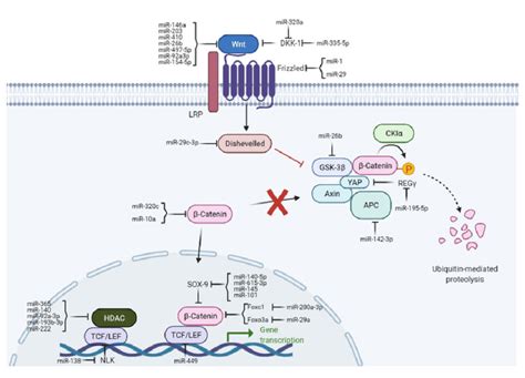 Regulatory Functions Of Mirnas On Canonical Wnt Signaling Pathways In