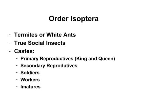 Insect Classification Lab19 Ppt