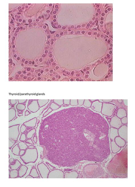 Endocrine Histology 2 Diagram Quizlet