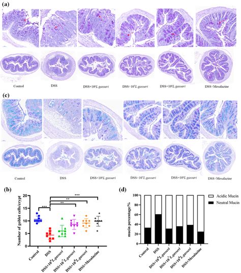 Staining And Distribution Of Goblet Cells And Mucin A Staining Of Download Scientific